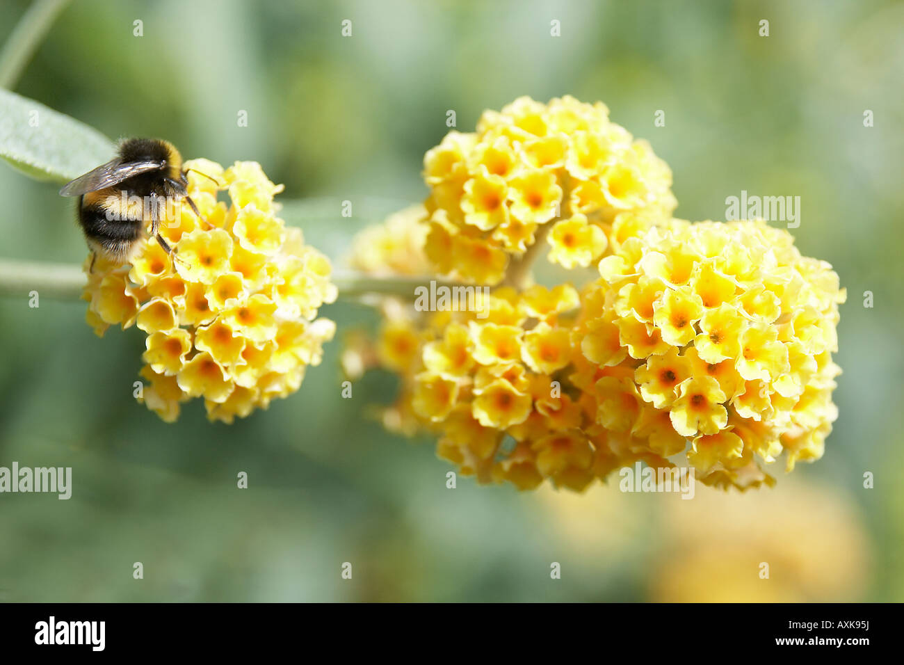 Butterfly buddleja globosa hi-res stock photography and images - Alamy