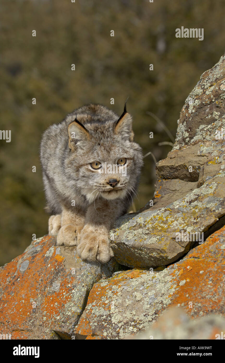 North American Lynx Lynx canadensis on rocks about to pounce captive ...