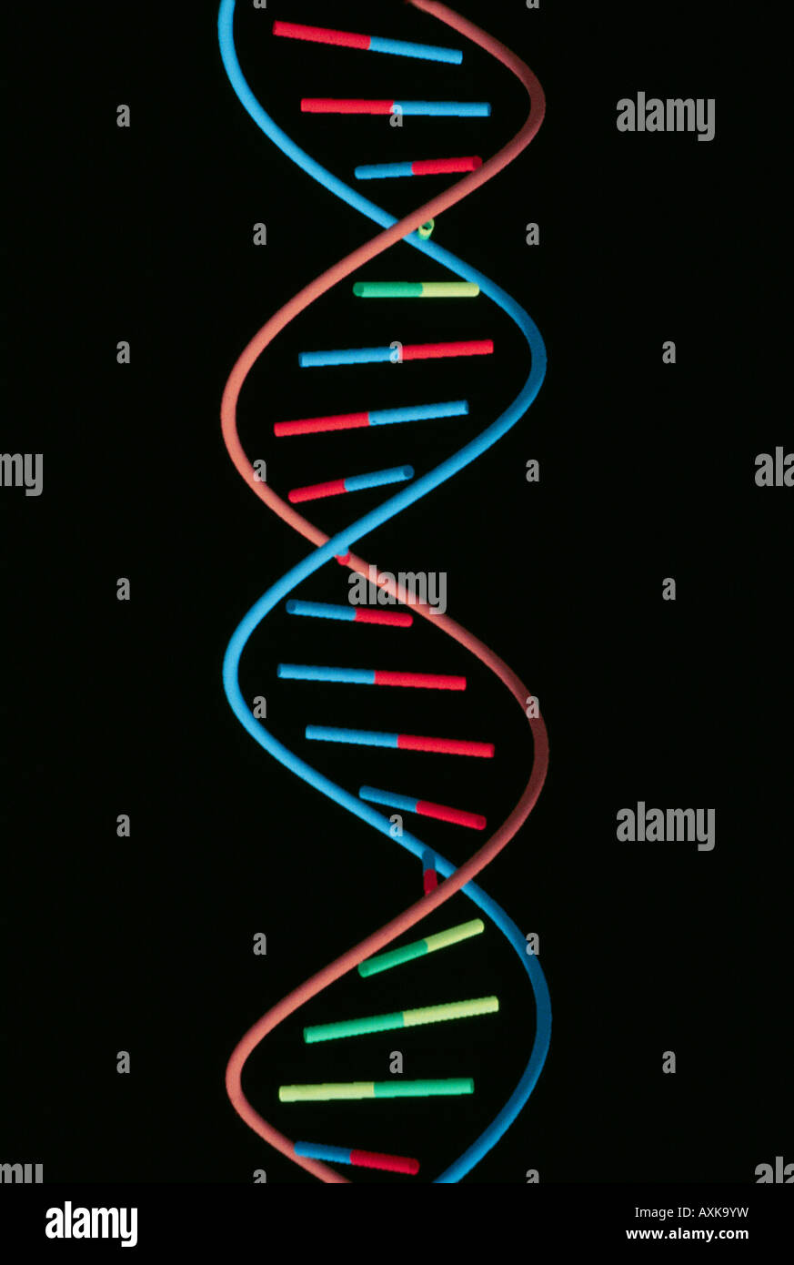 model of doublestranded DNA DNA helix Stock Photo - Alamy
