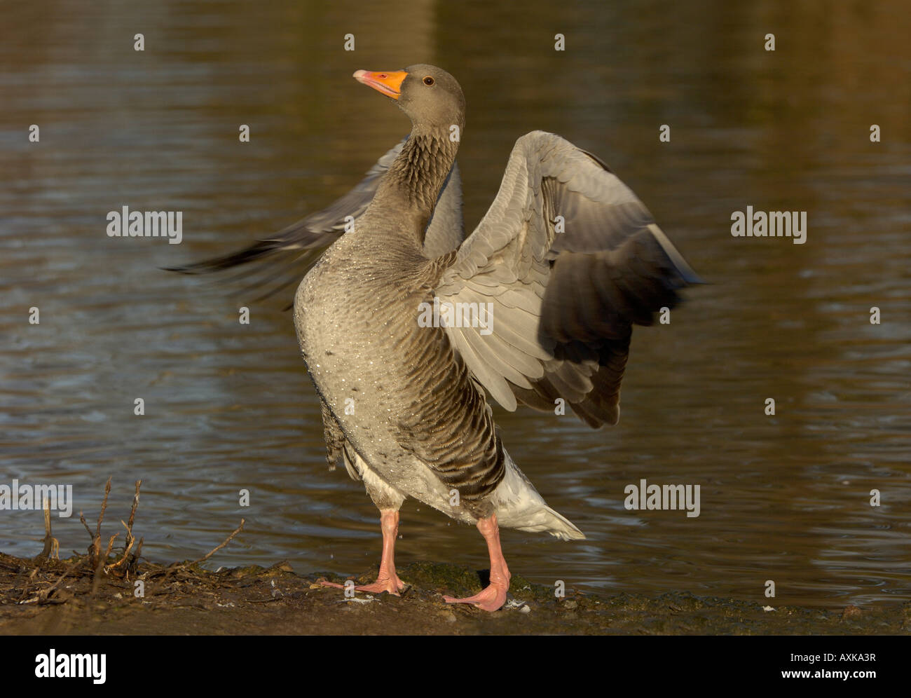 Greylag Goose Anser anser stretching wings UK Stock Photo - Alamy