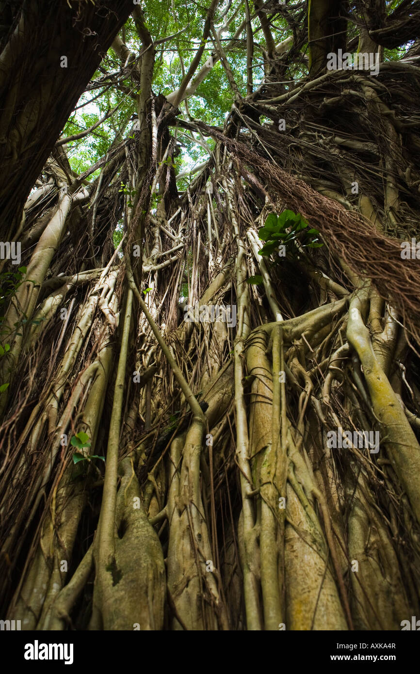 Banyon Tree Roots High Resolution Stock Photography and Images - Alamy
