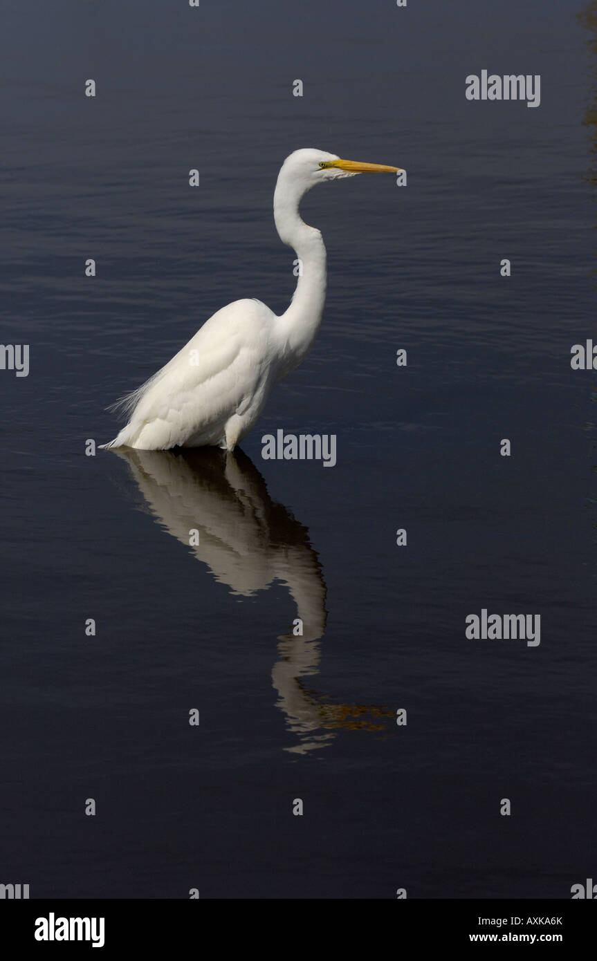 Great white egret standing still hi-res stock photography and images ...
