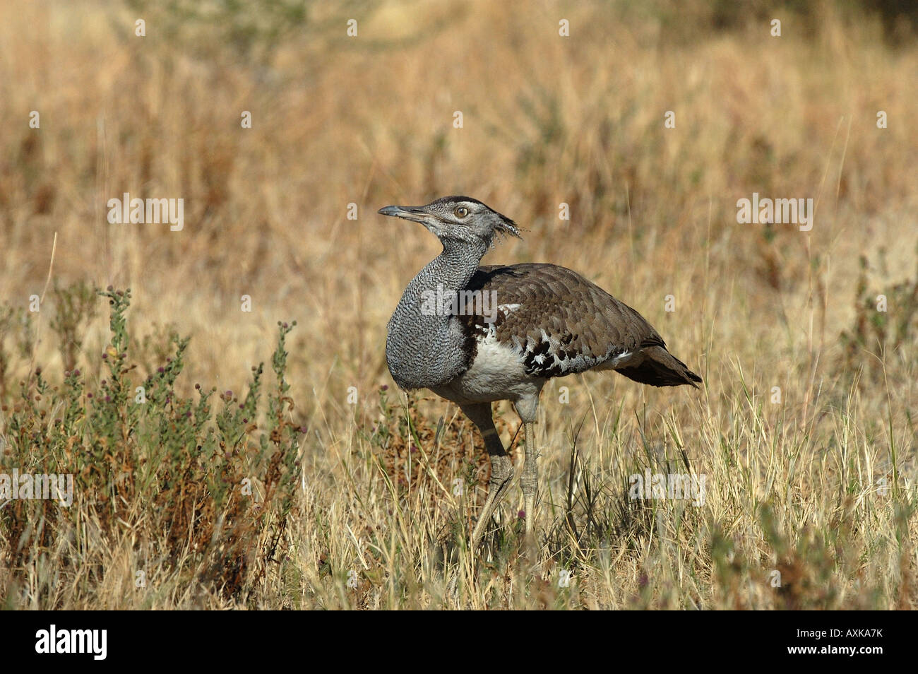 Kori Bustard Ardeotis kori Botswana Stock Photo - Alamy