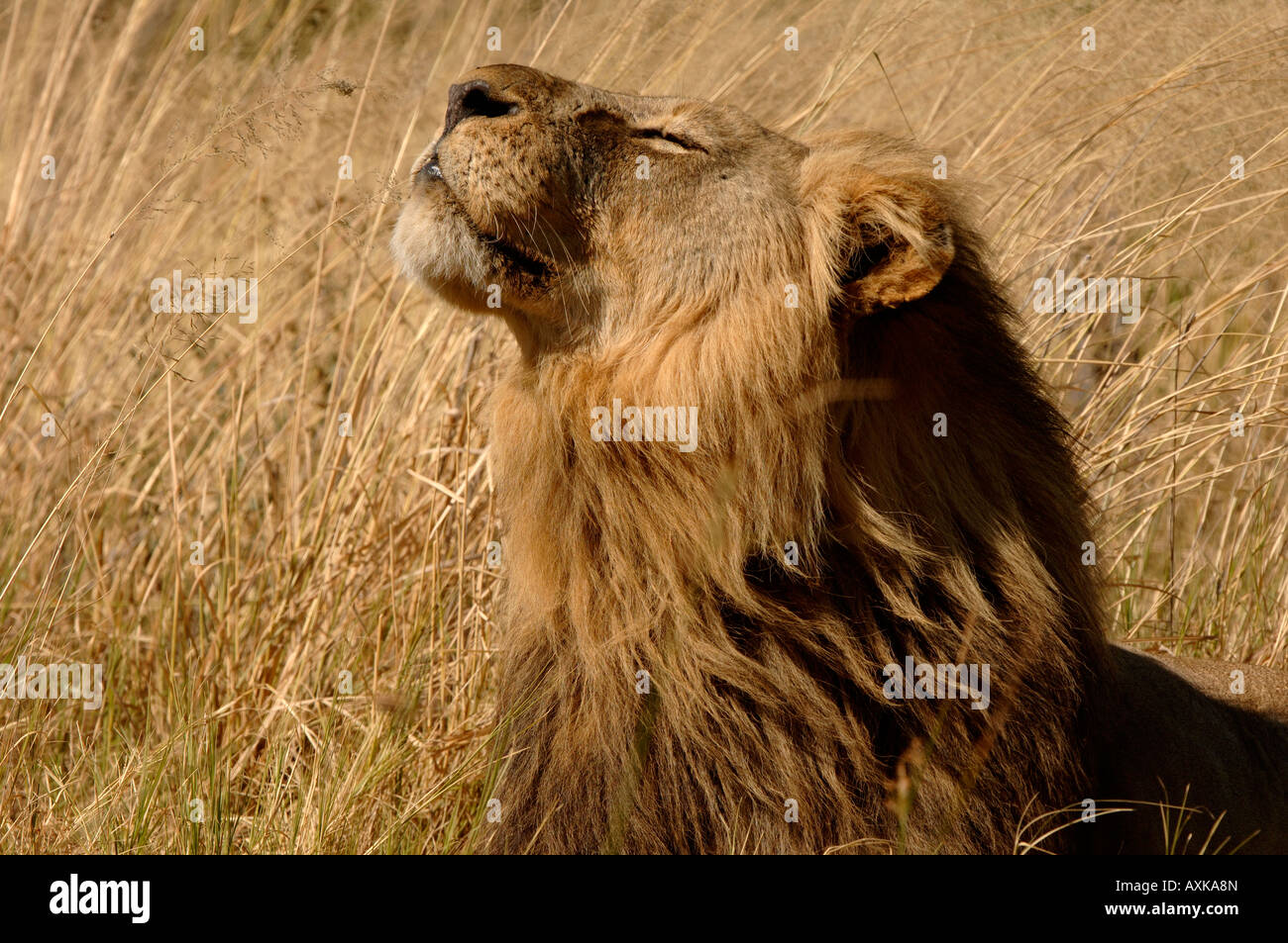 Male Lion Panthera leo sniffing the air Botswana Stock Photo - Alamy