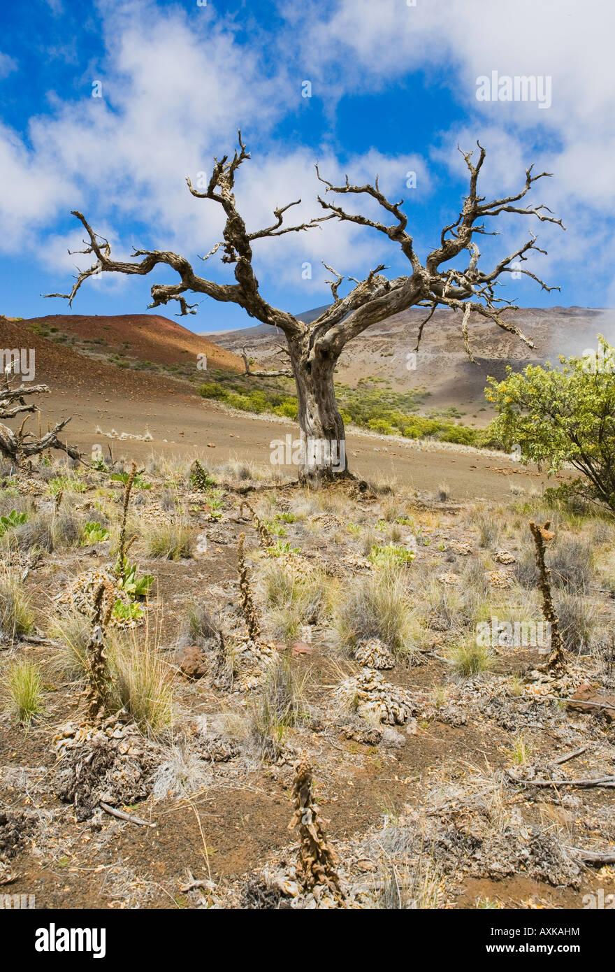 Dead tree sky hawaii hi-res stock photography and images - Alamy