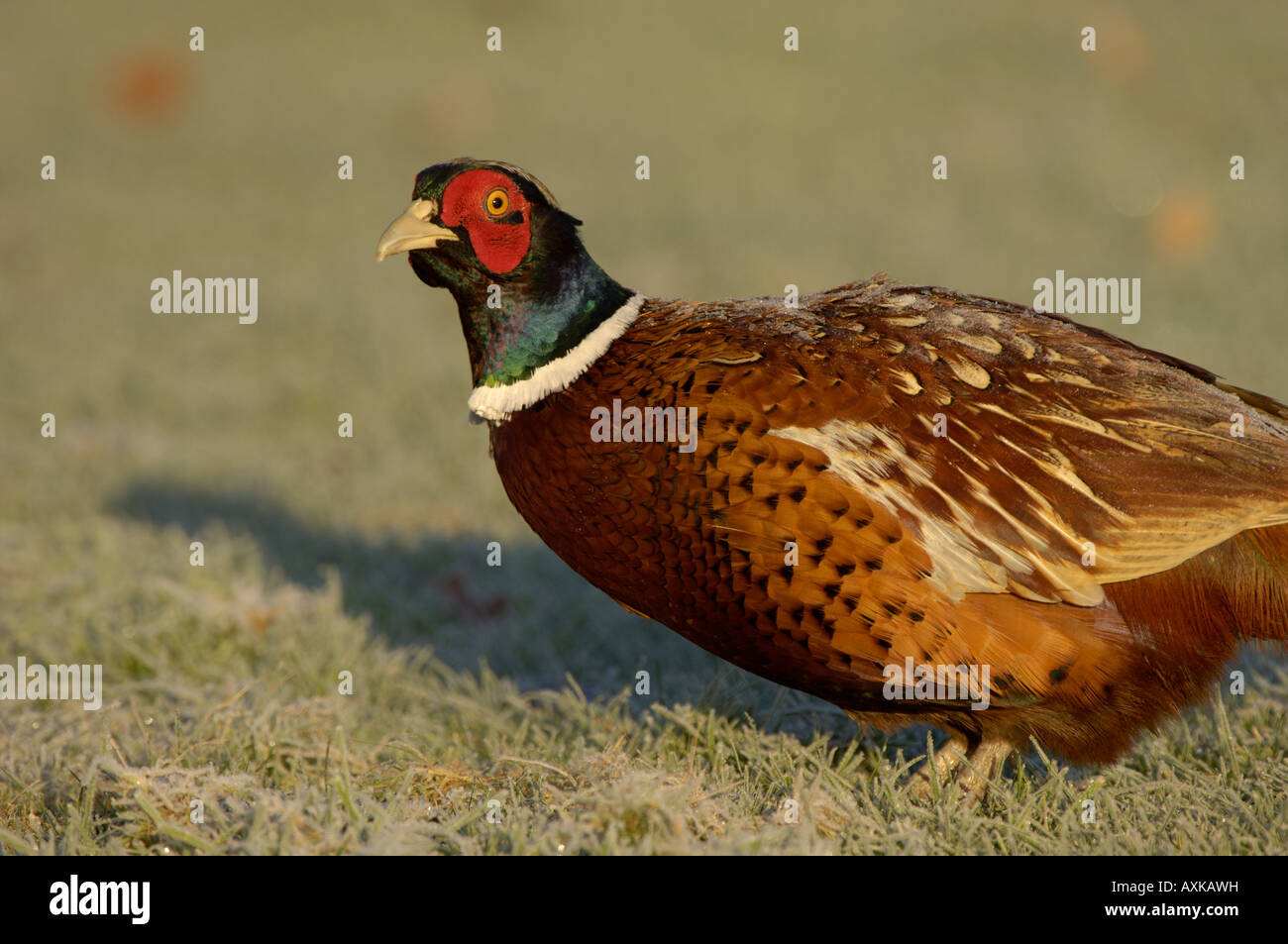 Common Pheasant Phasianus colchicus with frost on its back Oxfordshire ...