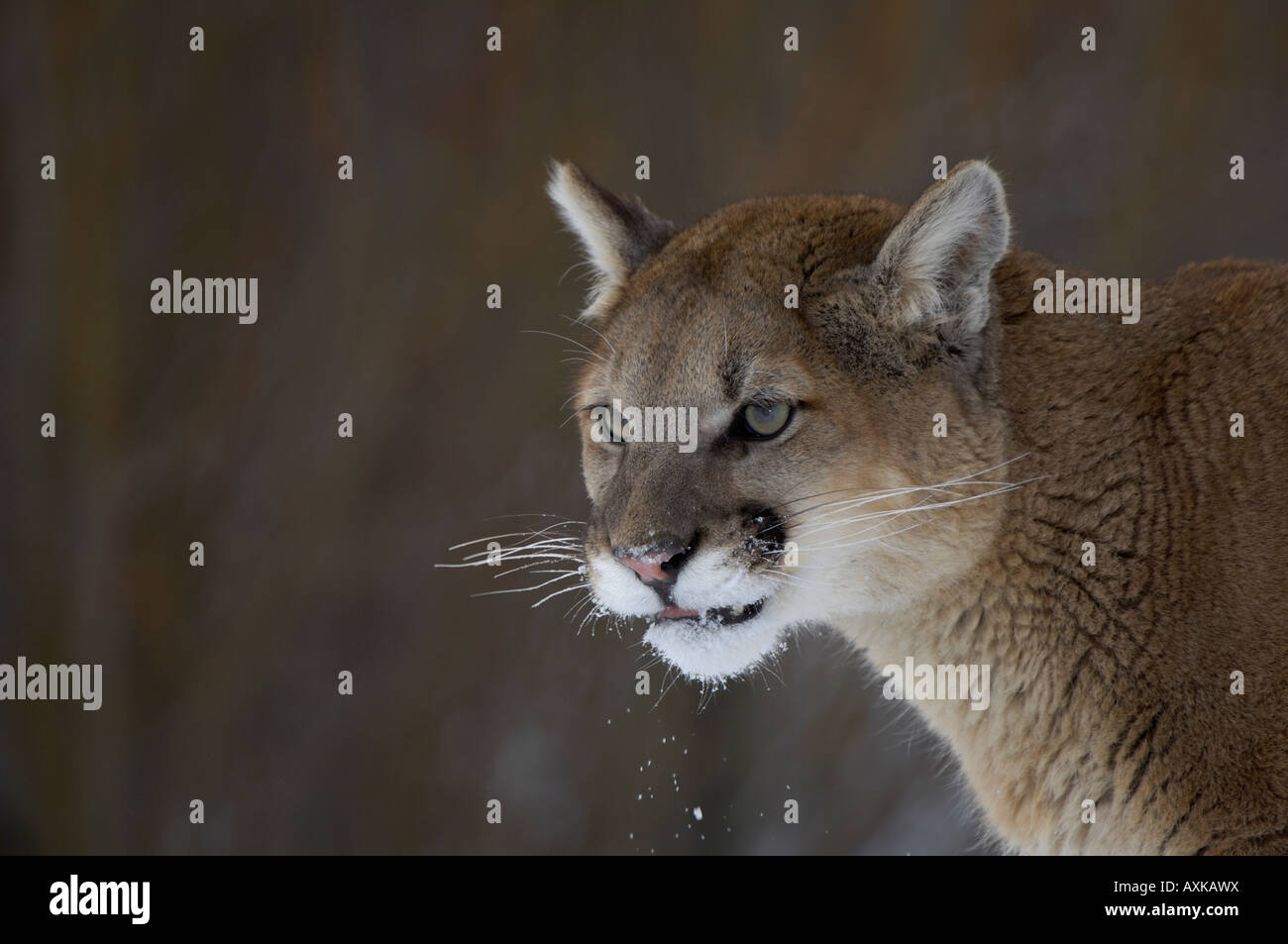 Close up elusive mountain lion hi-res stock photography and images - Alamy