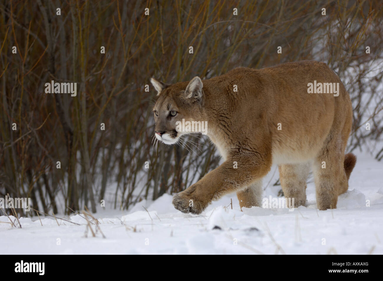 Puma or Mountain Lion Felis concolor stalking prey captive Stock Photo ...
