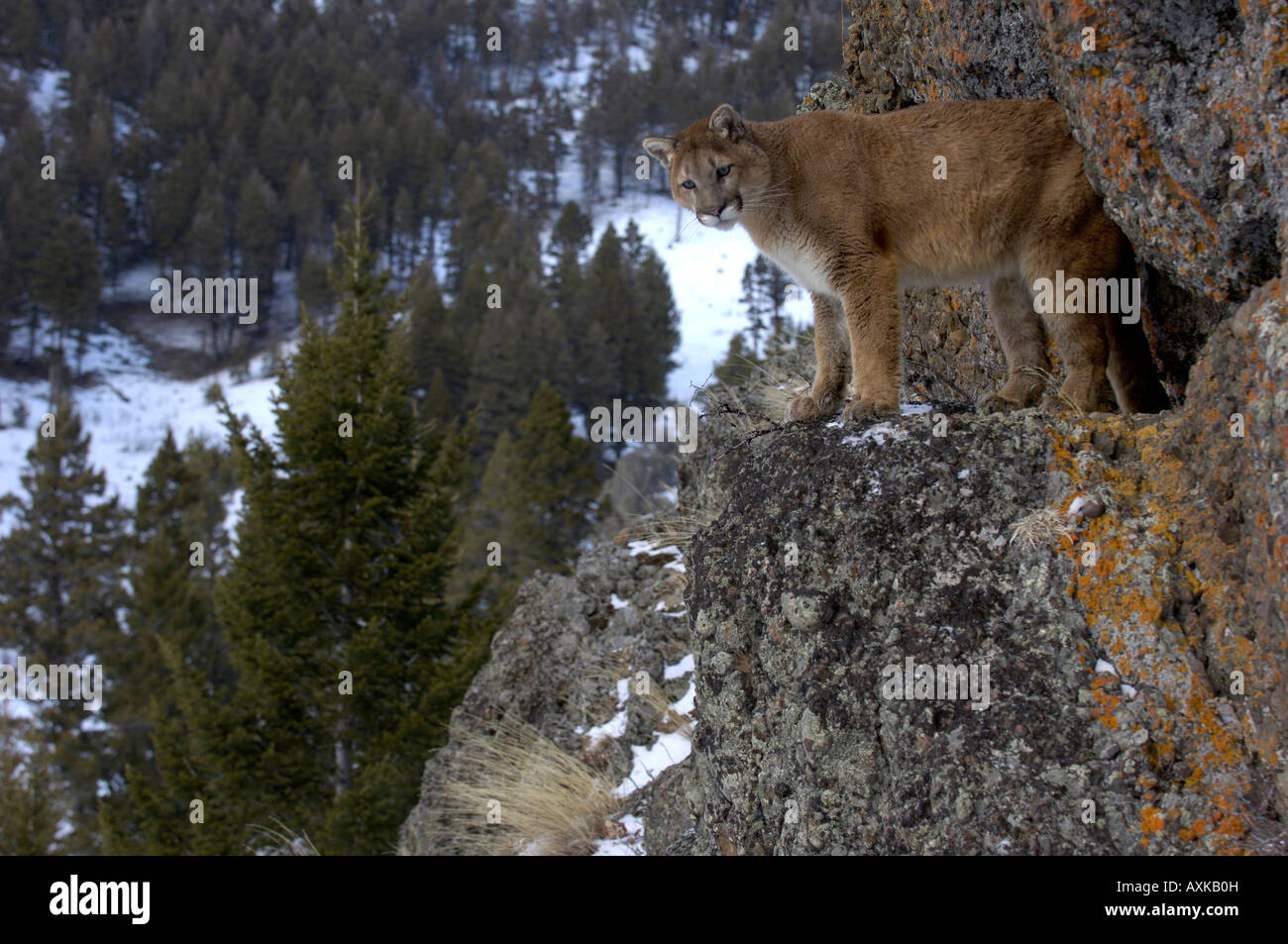 Puma or Mountain Lion Felis concolor looking down from rocks captive ...