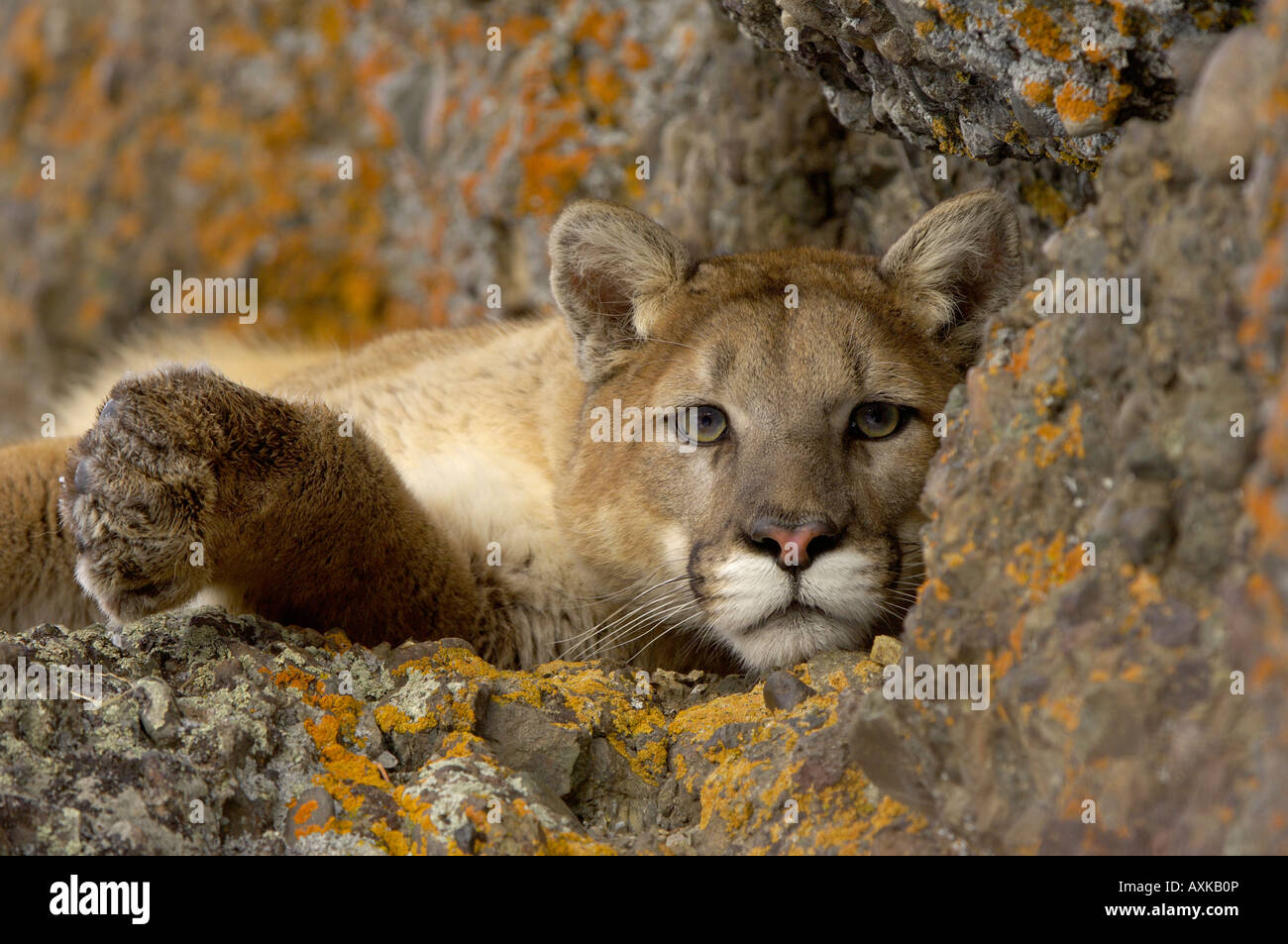 Cougar felis concolor resting hi-res stock photography and images - Alamy