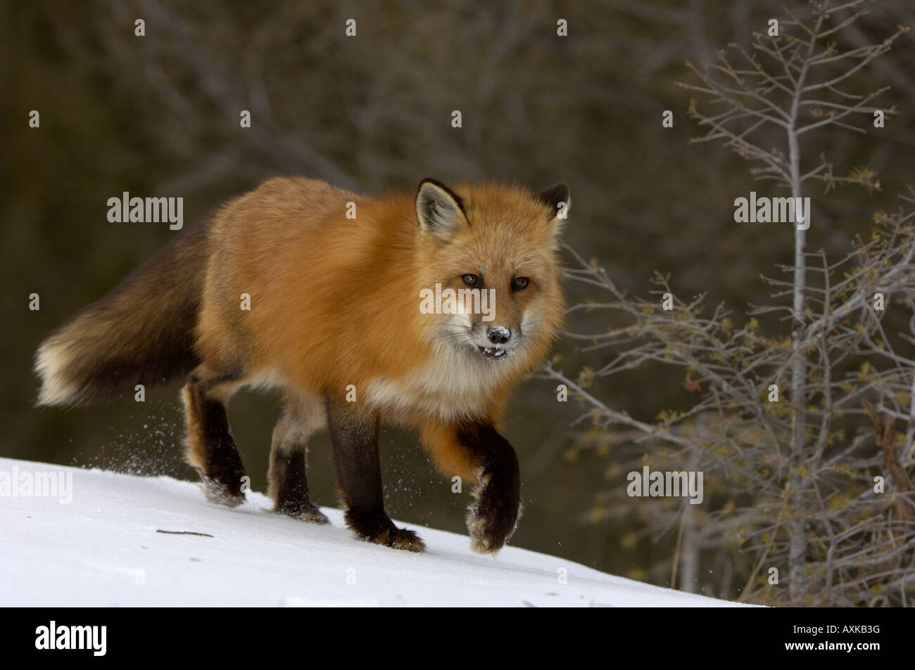 Red fox in winter montana hi-res stock photography and images - Alamy