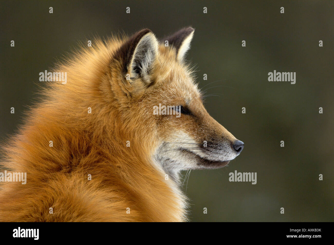 Portrait of American Red Fox Vulpes vulpes fulva Montana USA Stock Photo - Alamy