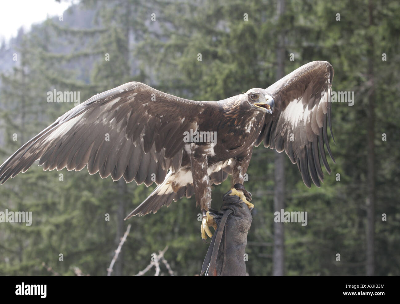 Young eagle flapping his wings perched on the gloved hand of his ...