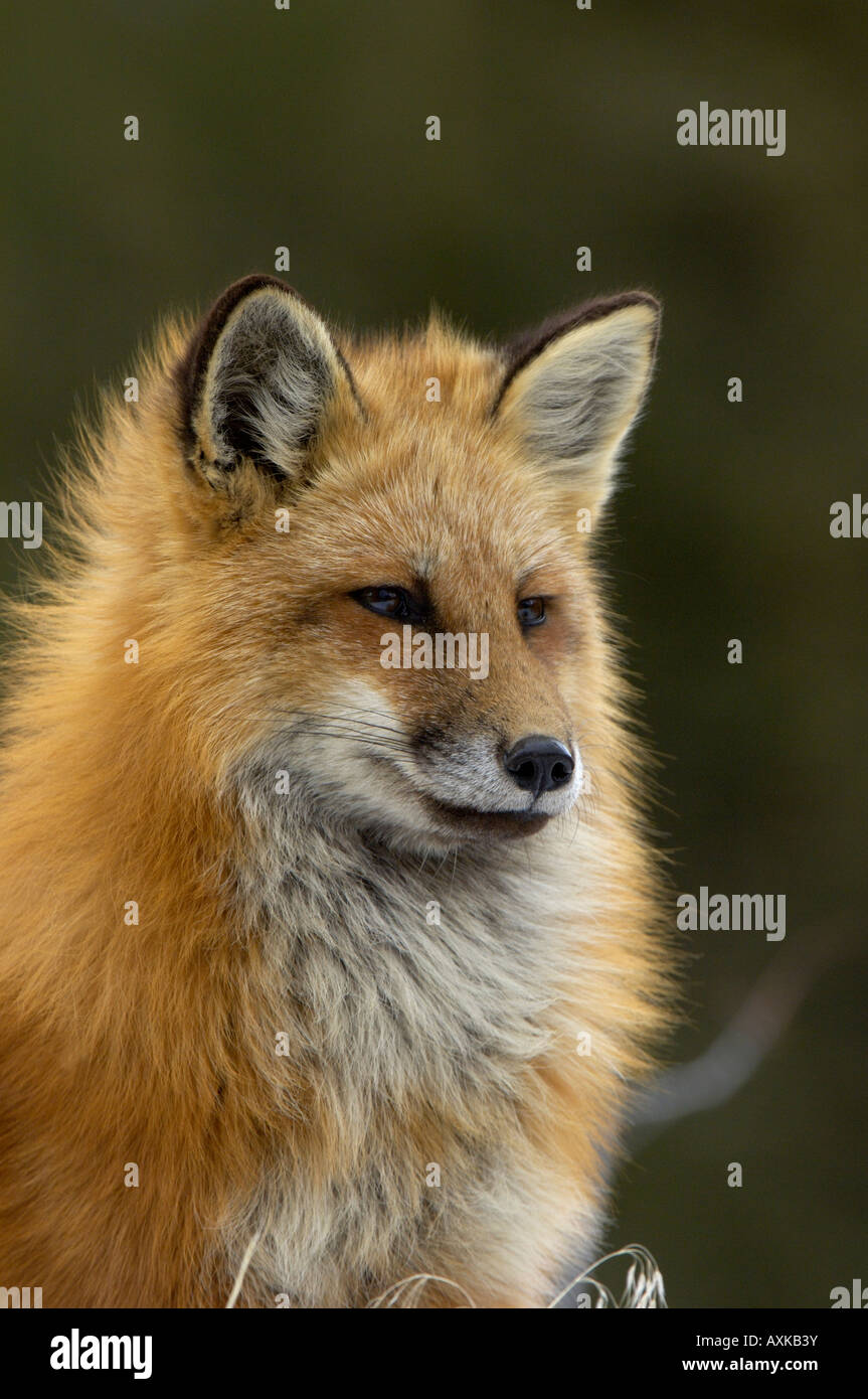 Close up of American Red Fox Vulpes vulpes fulva Montana USA Stock ...