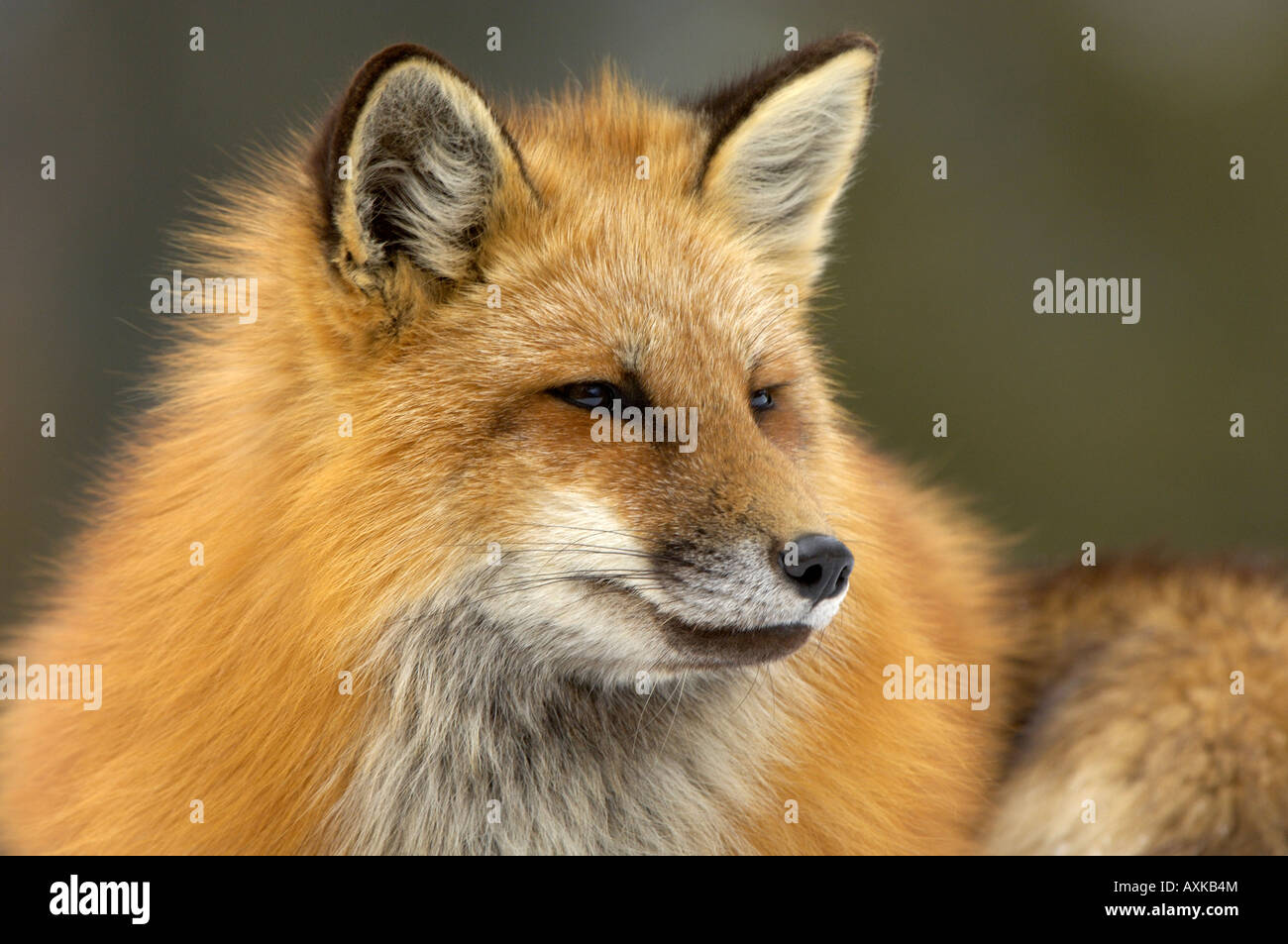 Close up of American Red Fox Vulpes vulpes fulva Montana USA Stock ...