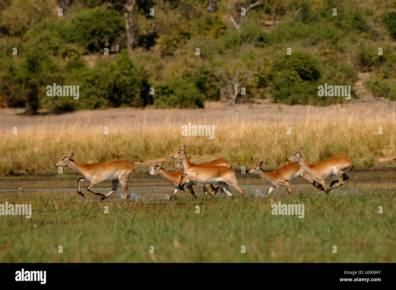 Red Lechwe Kobus leche leche running in water Chobe Botswana Stock ...