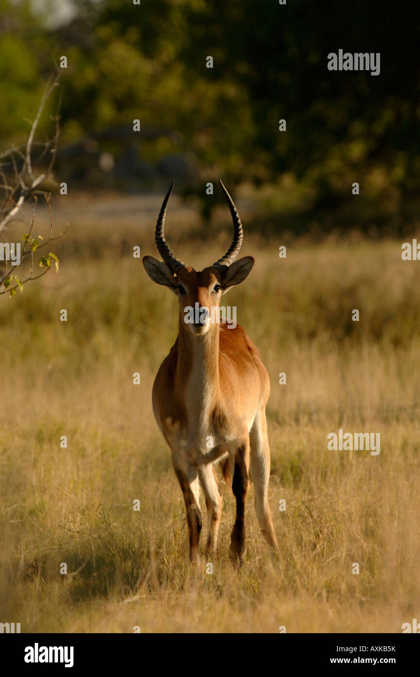 Red Lechwe male Kobus leche leche Chobe Botswana Stock Photo - Alamy
