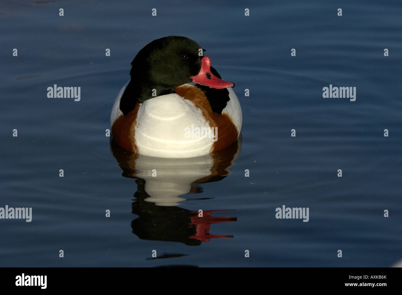 Tadoma tadoma hi-res stock photography and images - Alamy