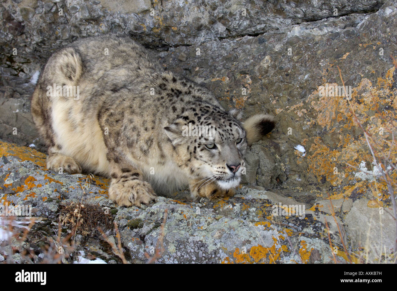 Snow Leopard Pouncing