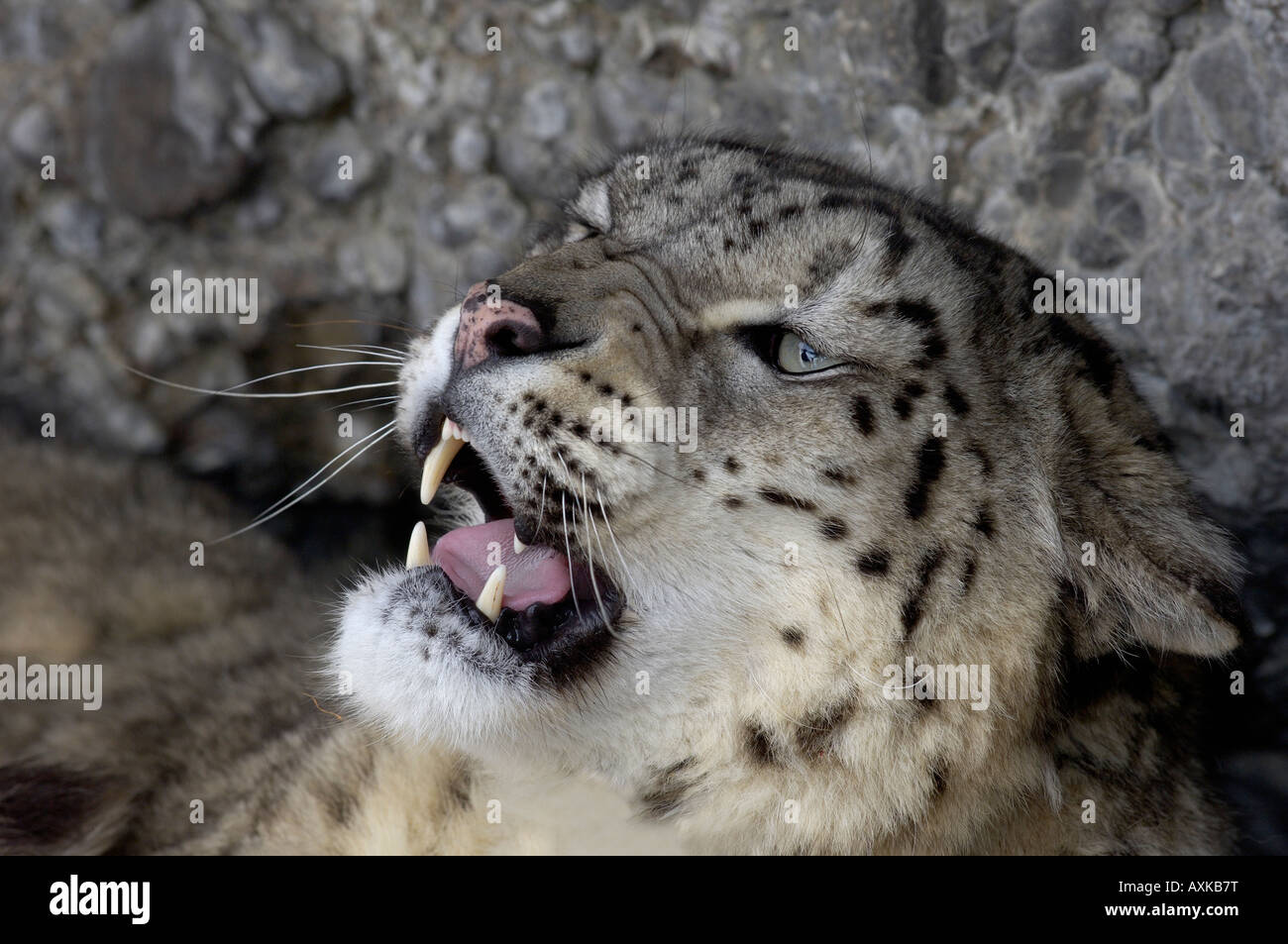 Snow Leopard Panthera uncia snarling captive USA Stock Photo - Alamy