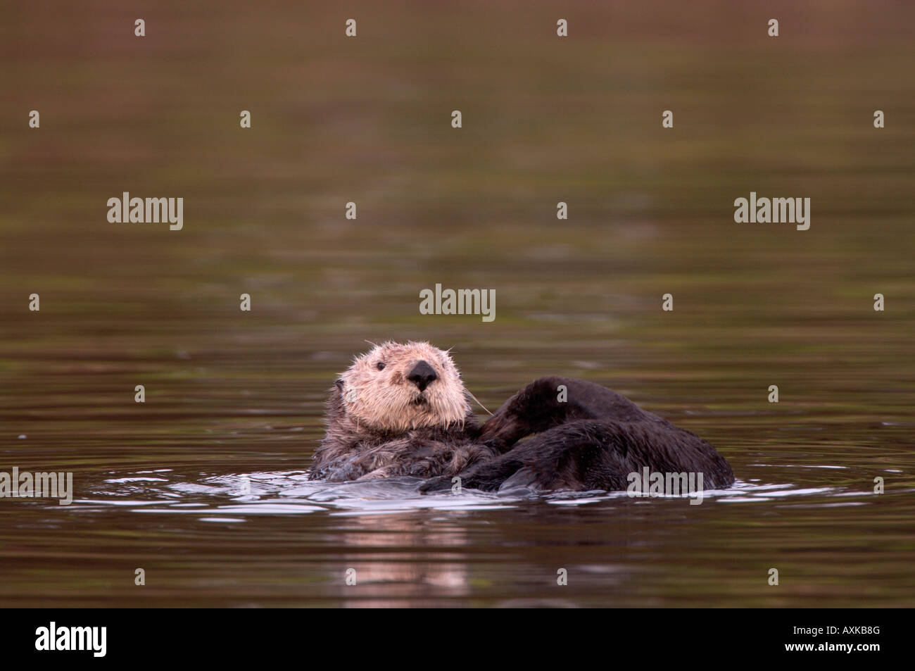 Sea Otter Enhydra lutris Monterey USA resting on back in water Stock ...
