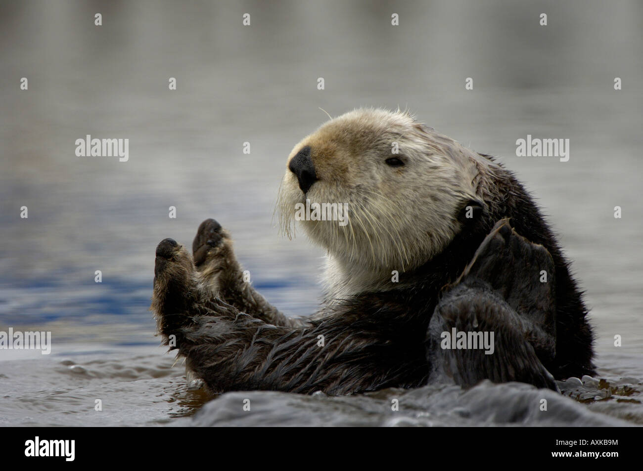 Sea Otter Fur