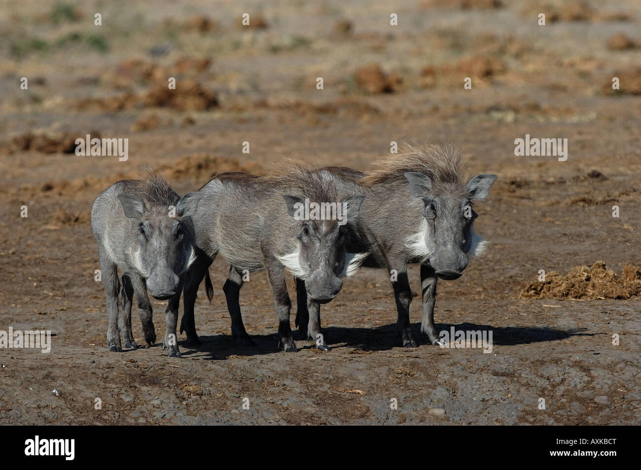 Three Common Warthogs Phacochoerus africanus Botswana Stock Photo - Alamy