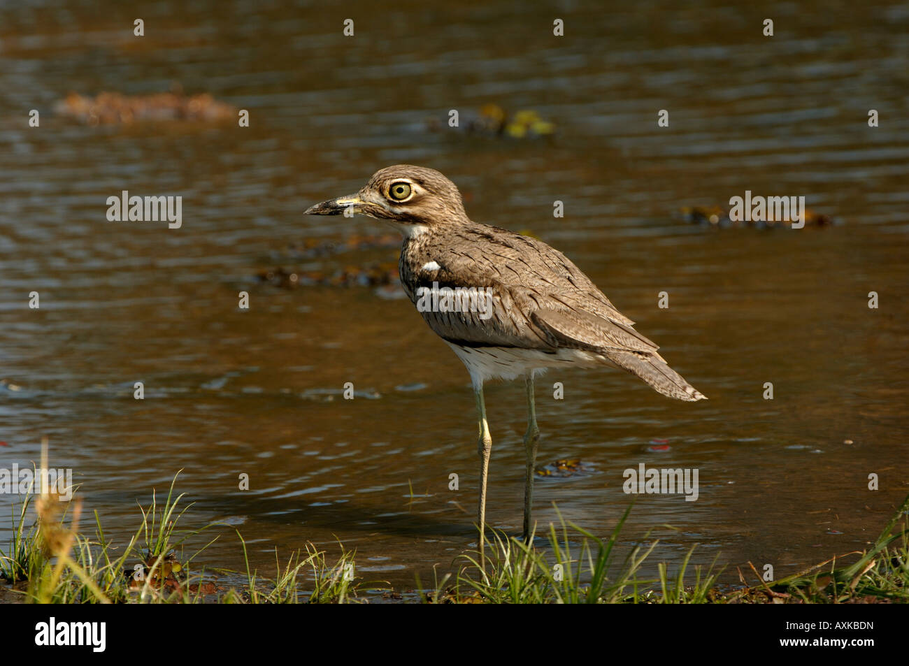 Water Dikkop or Thick Knee Burhinus vermiculatus Botswana Stock Photo ...