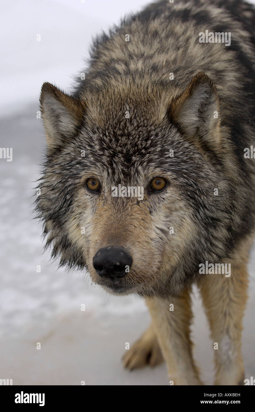 Timber Wolf Canis lupus staring captive USA Stock Photo - Alamy