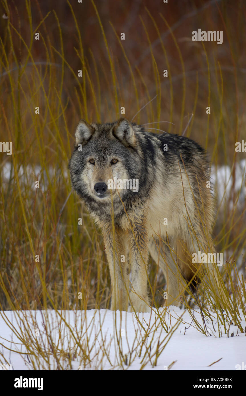 North American Timber Wolf Canis lupus standing in snow Montana USA ...