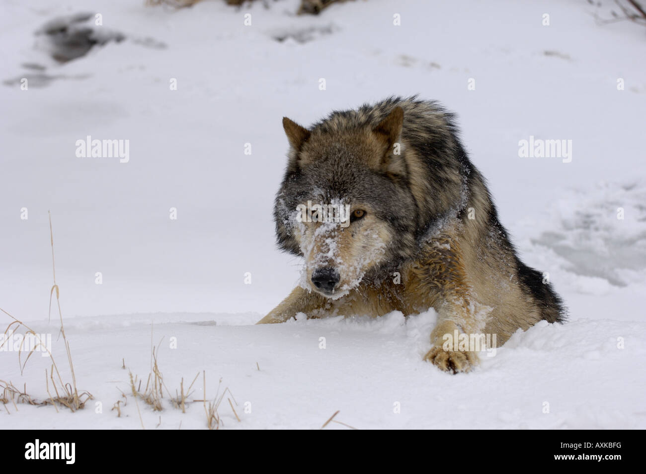 North American Timber Wolf Canis lupus lying in snow Montana USA Stock ...