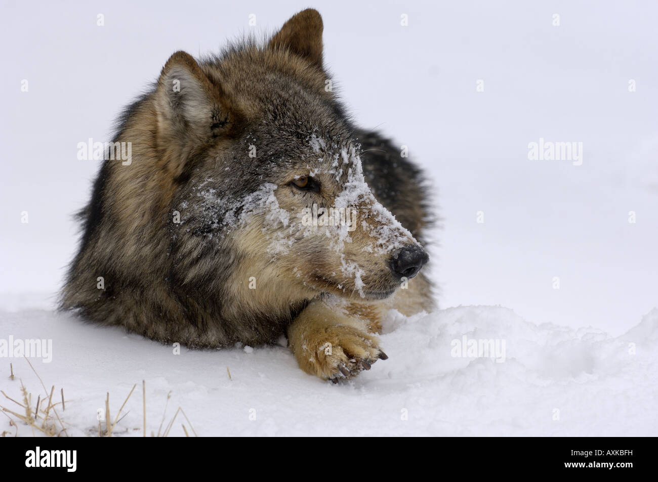 North American Timber Wolf Canis lupus lying in snow face covered in ...