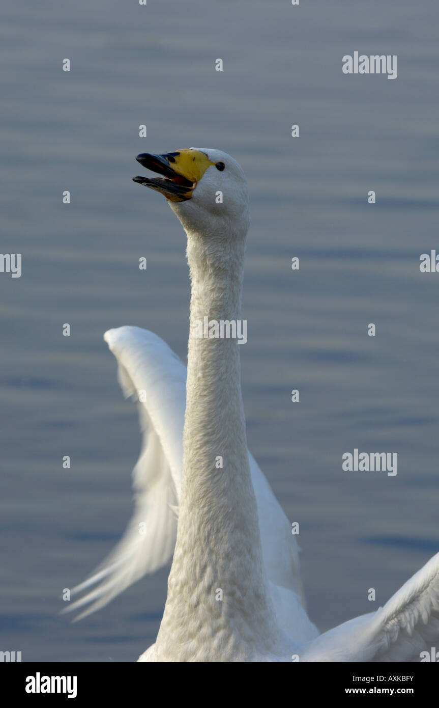 Whooper Swan Cygnus cygnus honking close up of head and neck Martin ...