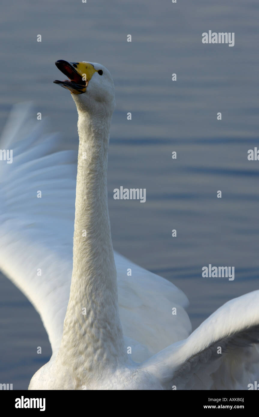 Whooper Swan Cygnus cygnus honking Martin Mere UK Stock Photo - Alamy