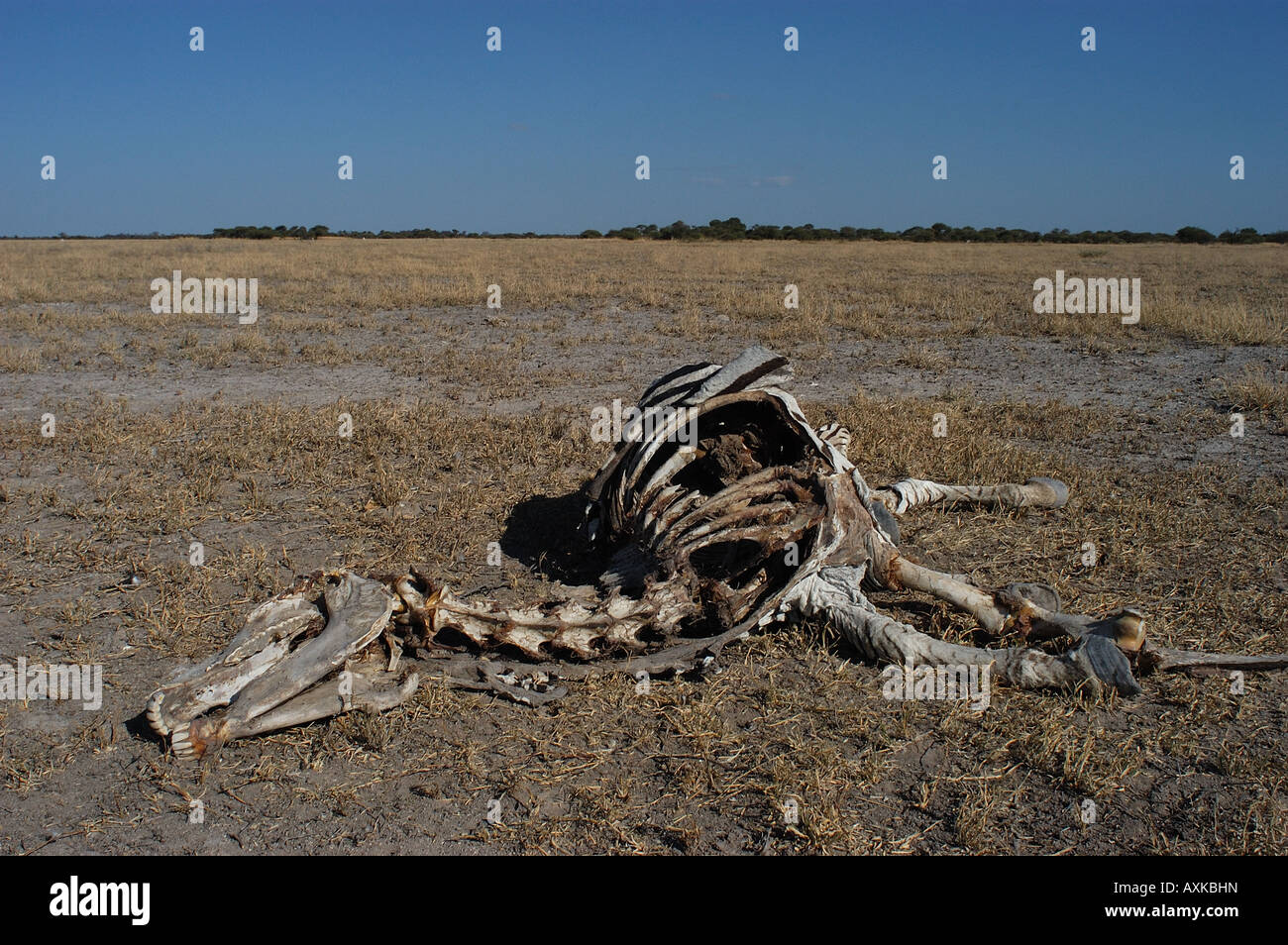 Zebra skeleton hi-res stock photography and images - Alamy