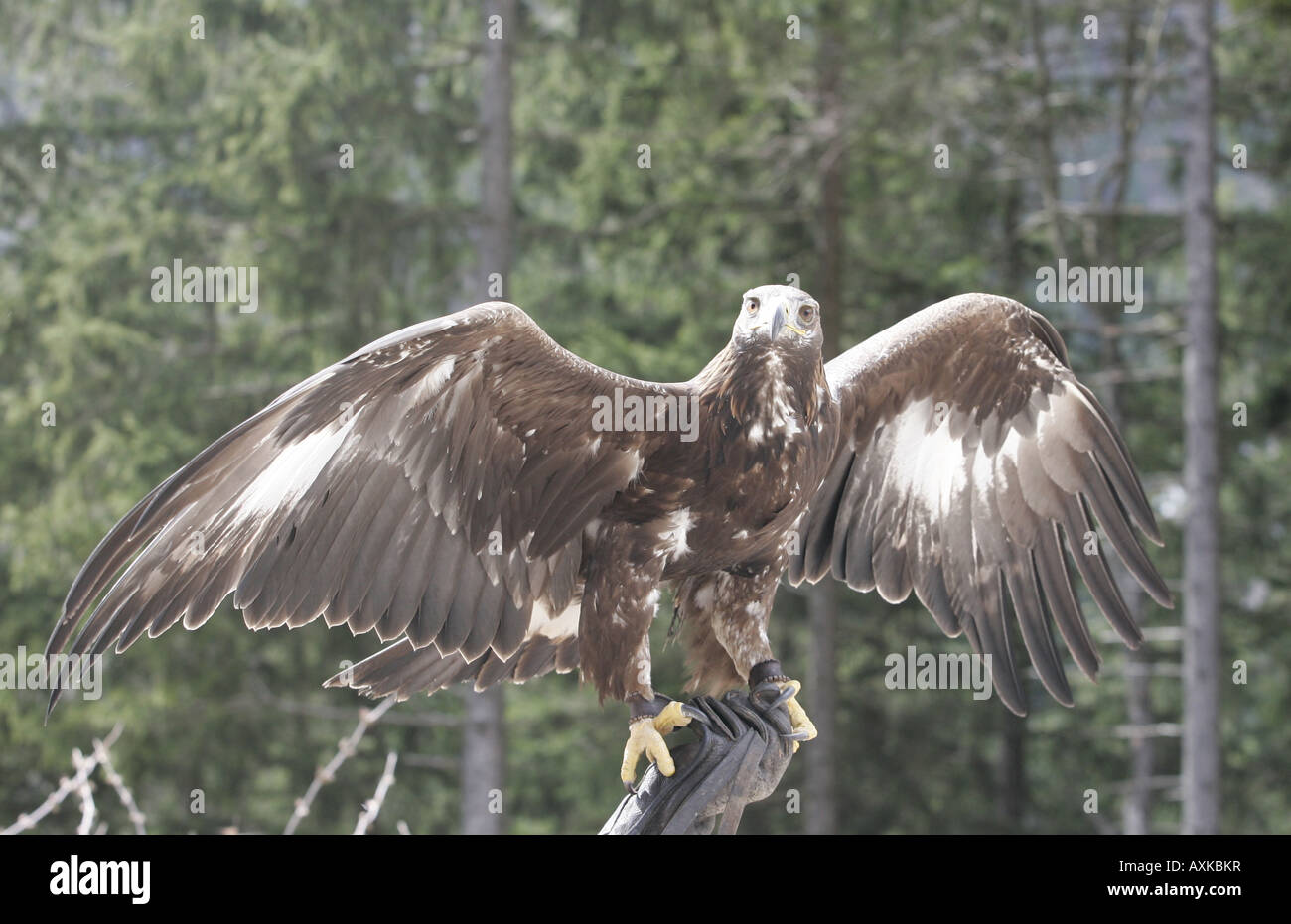 Eagle On Glove High Resolution Stock Photography and Images - Alamy