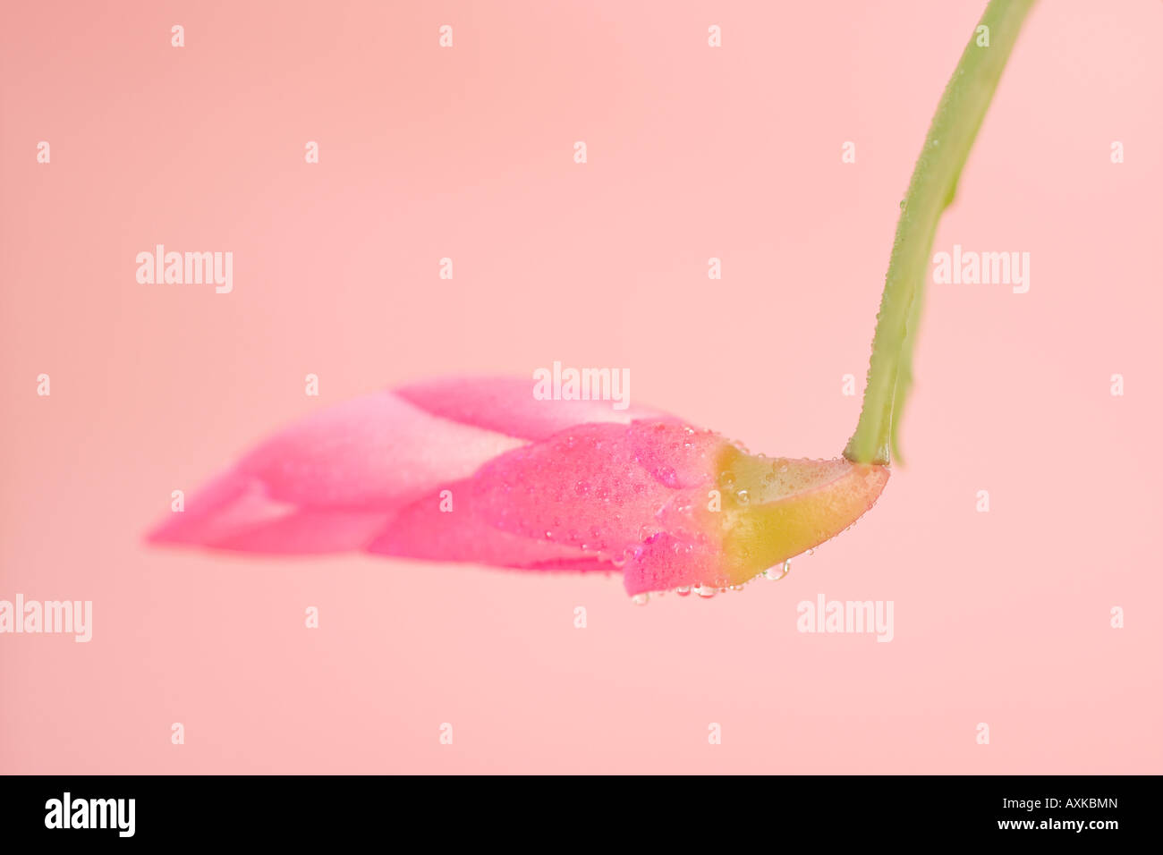 Pink flower bud of Christmas Cactus plant (Schumbergera Stock Photo - Alamy