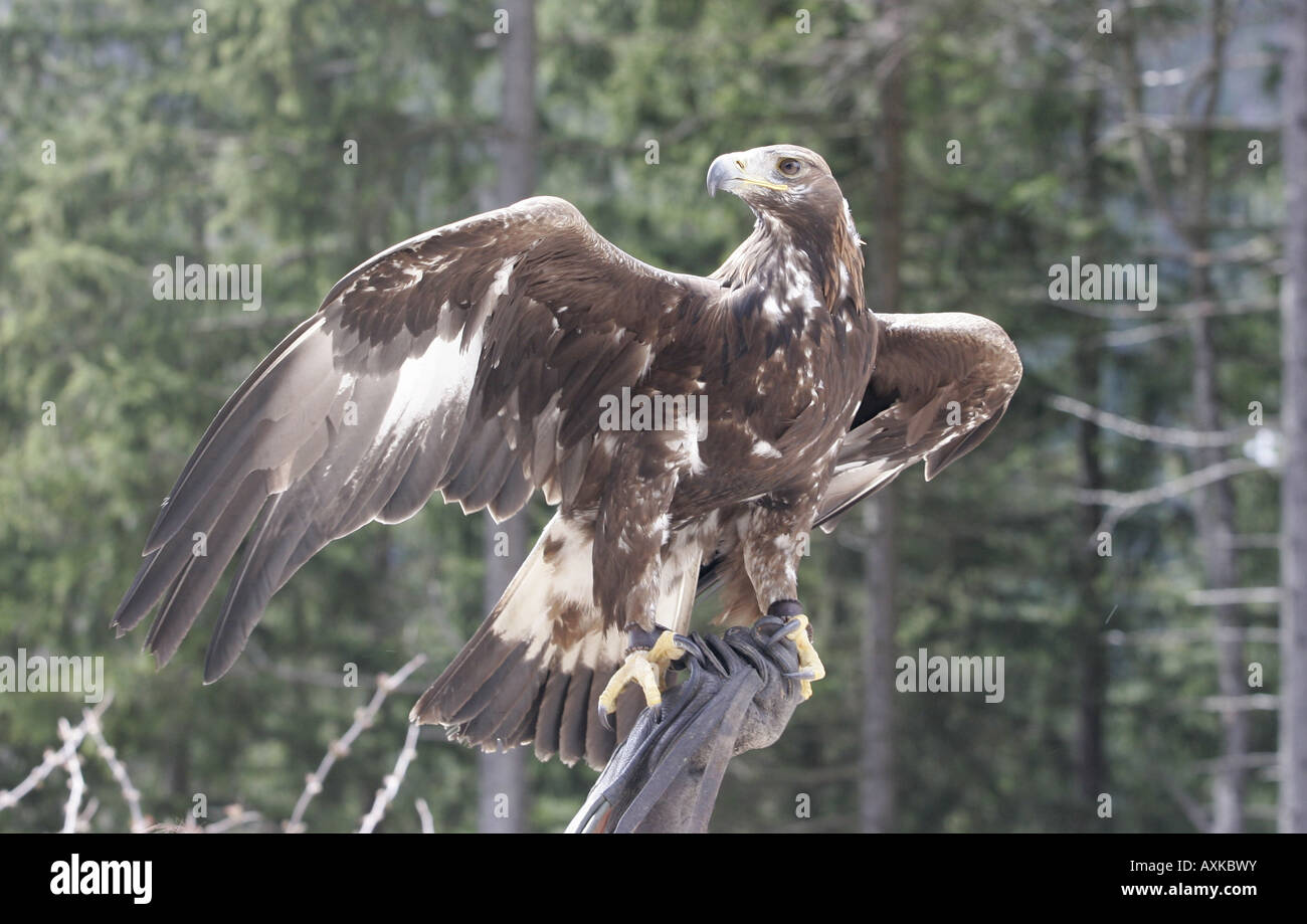Eagle on hand hi-res stock photography and images - Alamy