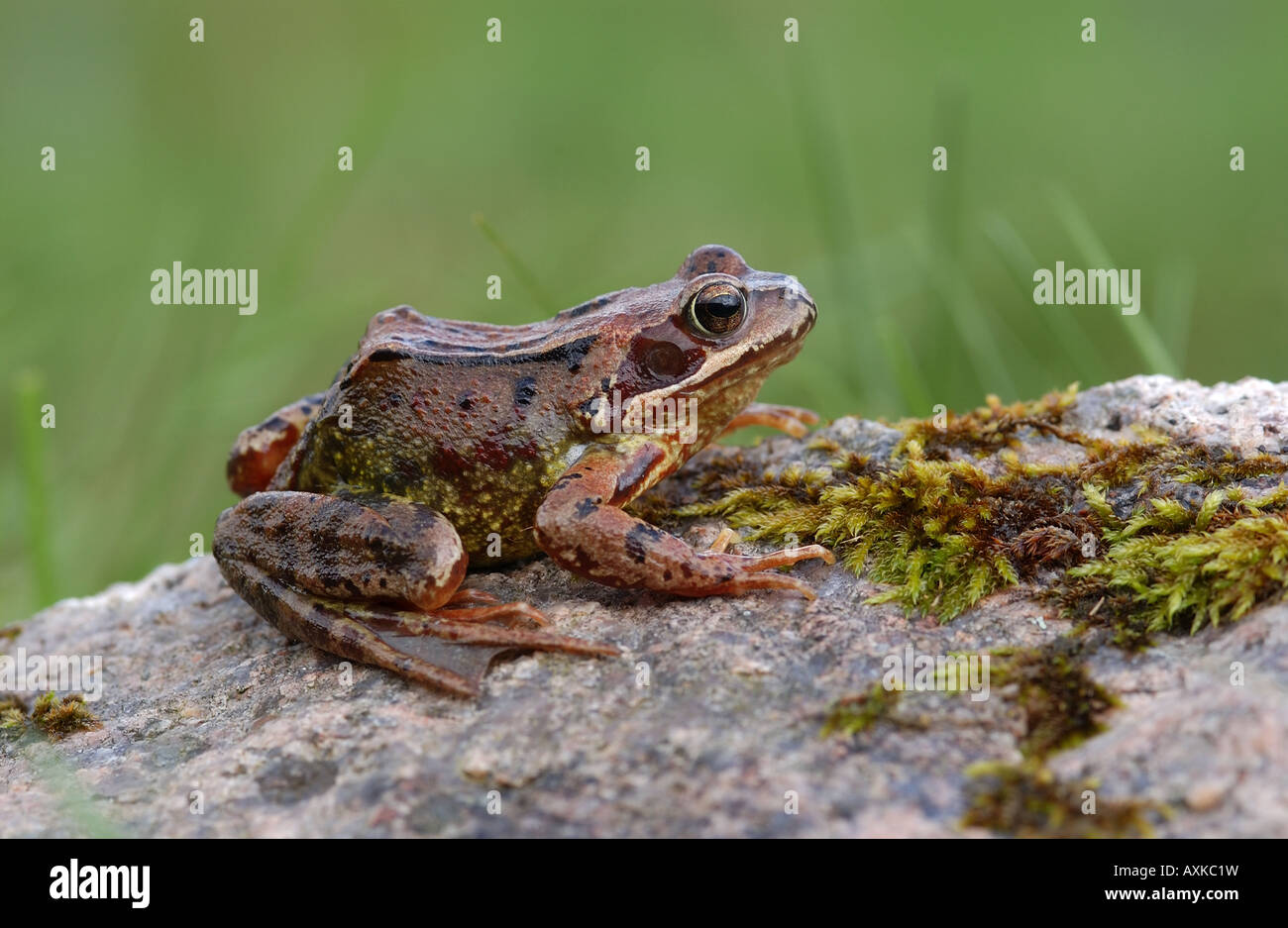 Frog wildlife pond hi-res stock photography and images - Alamy