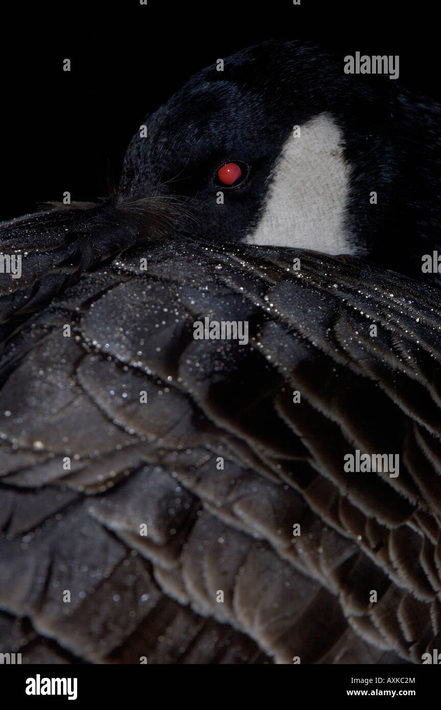 Canada Goose Branta canadensis Hertfordshire UK roosting at night ...