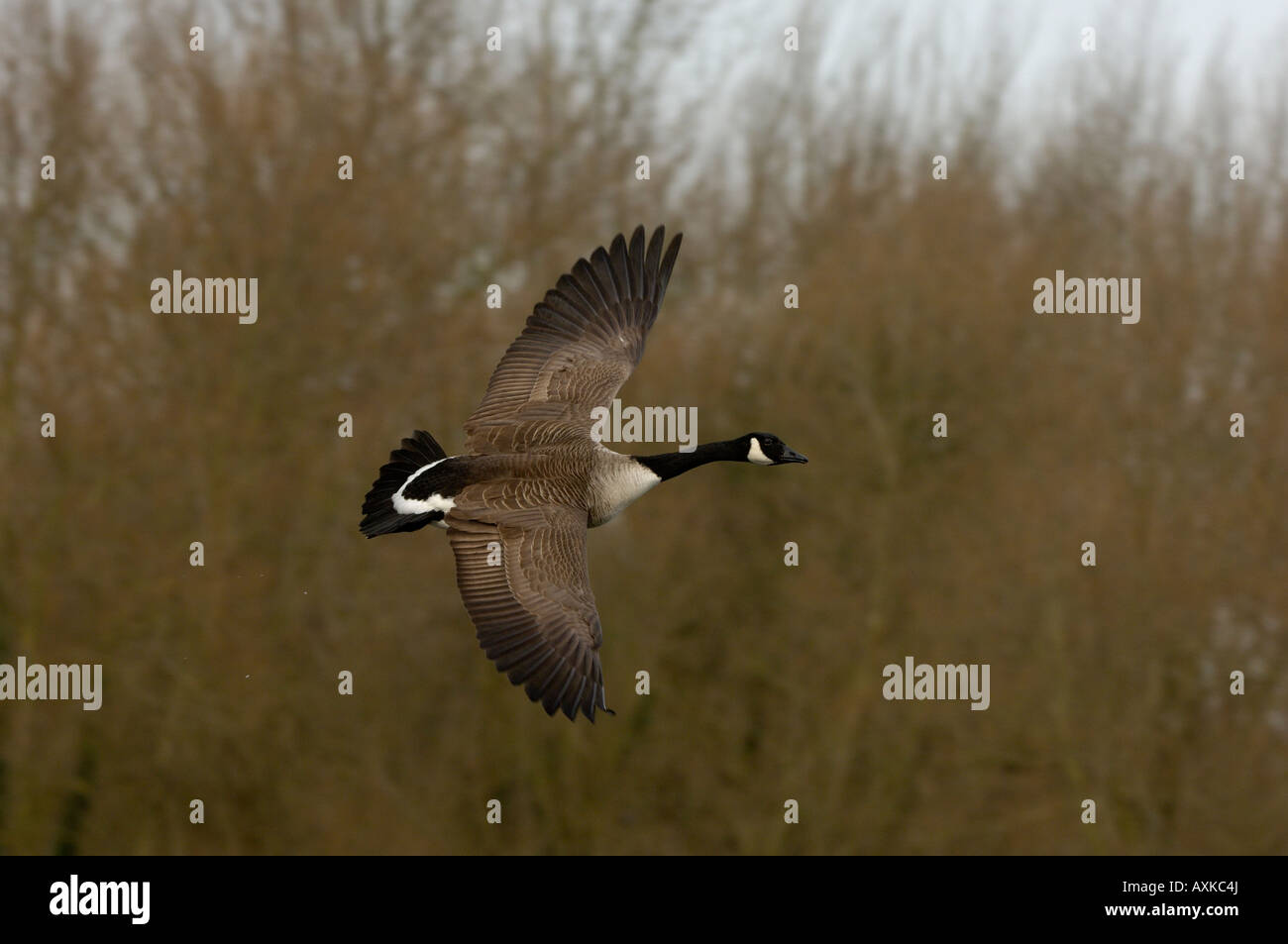 Canada Goose Branta canadensis Hertfordshire UK in flight Stock Photo ...