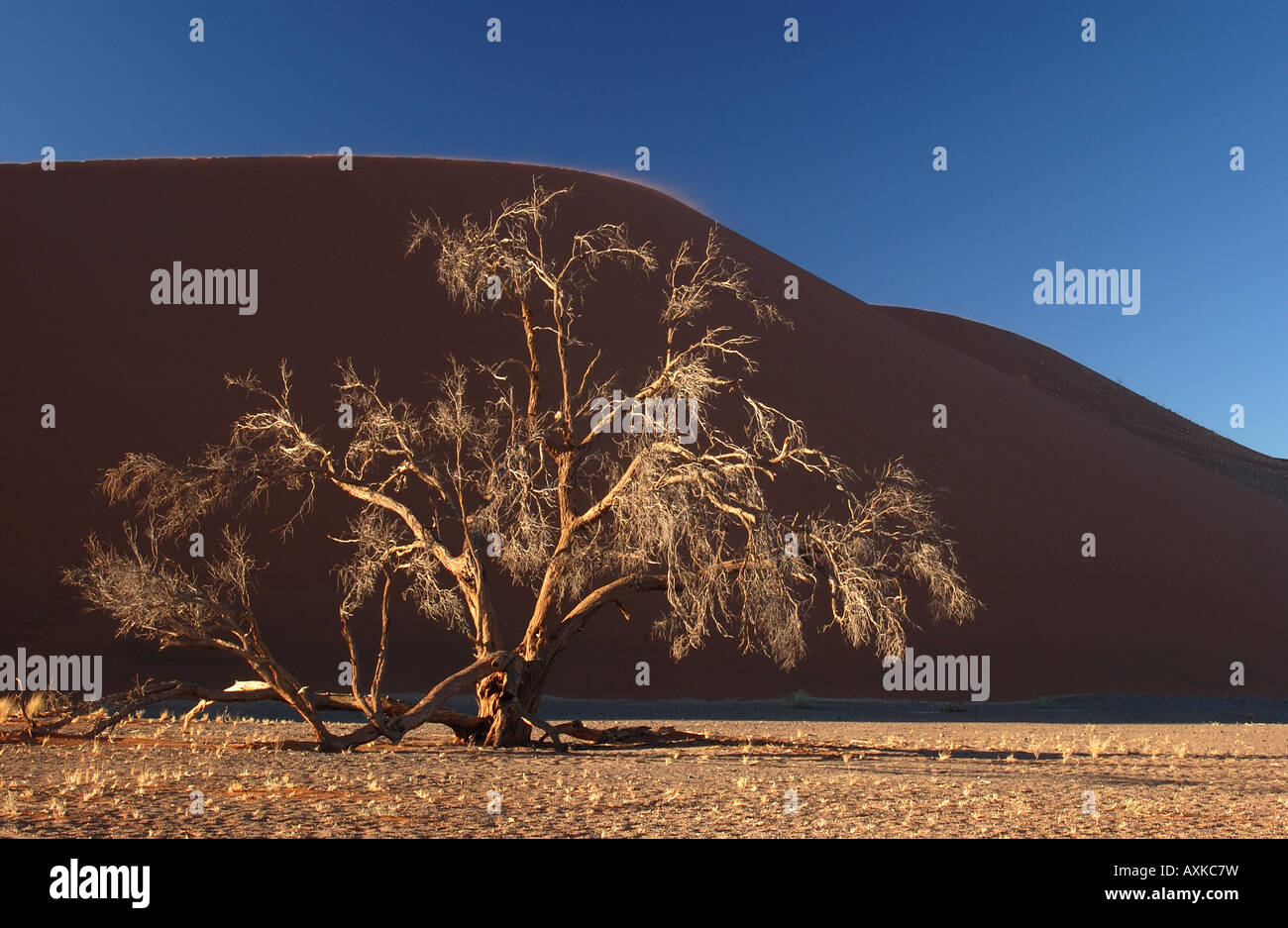 Dead dune hi-res stock photography and images - Alamy