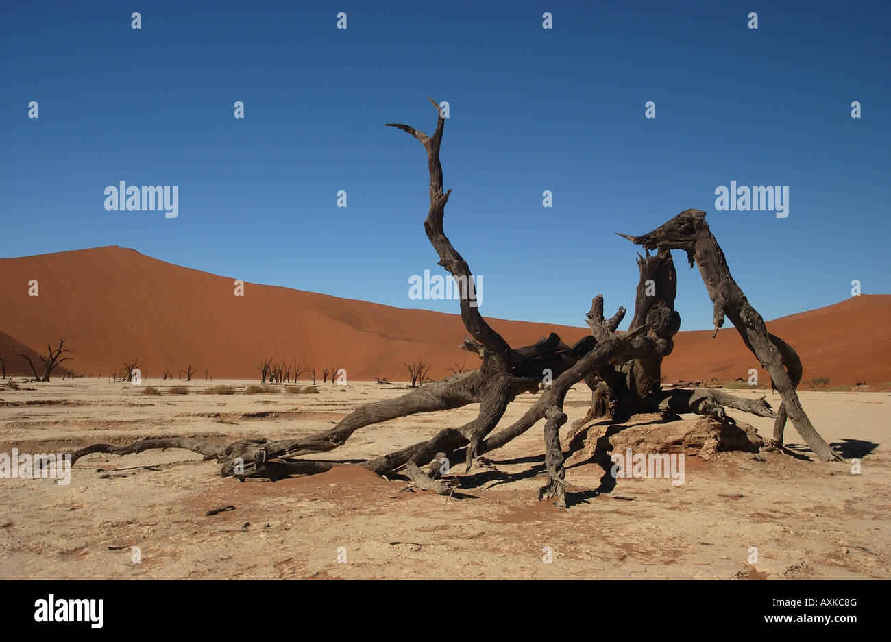 Dead Tree amongst Sand Dunes at Dead Vlei Namibia Stock Photo - Alamy