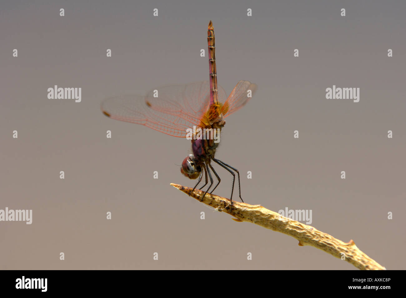 Dragonfly water africa hi-res stock photography and images - Alamy