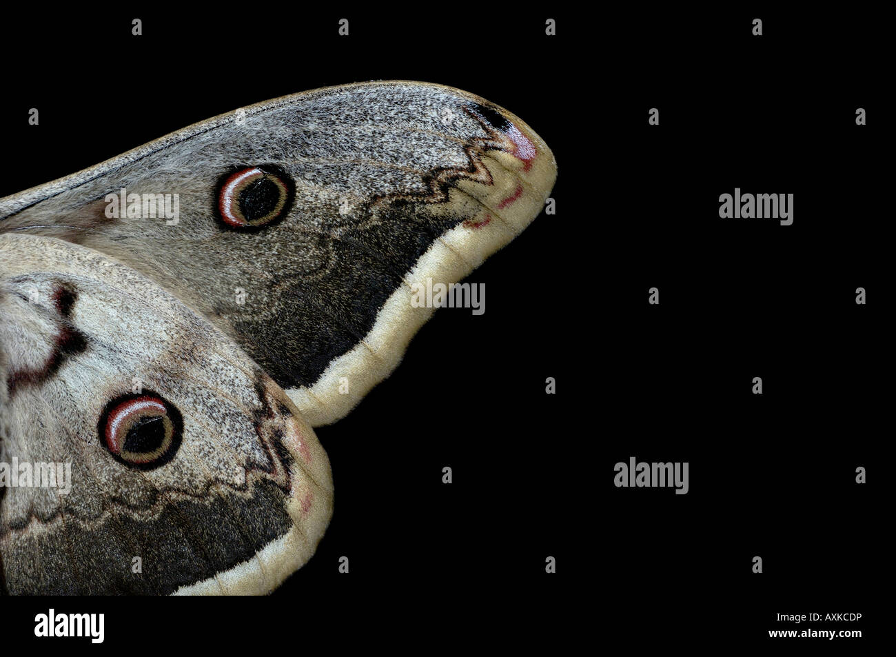 Giant Emperor Moth Saturnia pyri close up of wings Europe Stock Photo ...