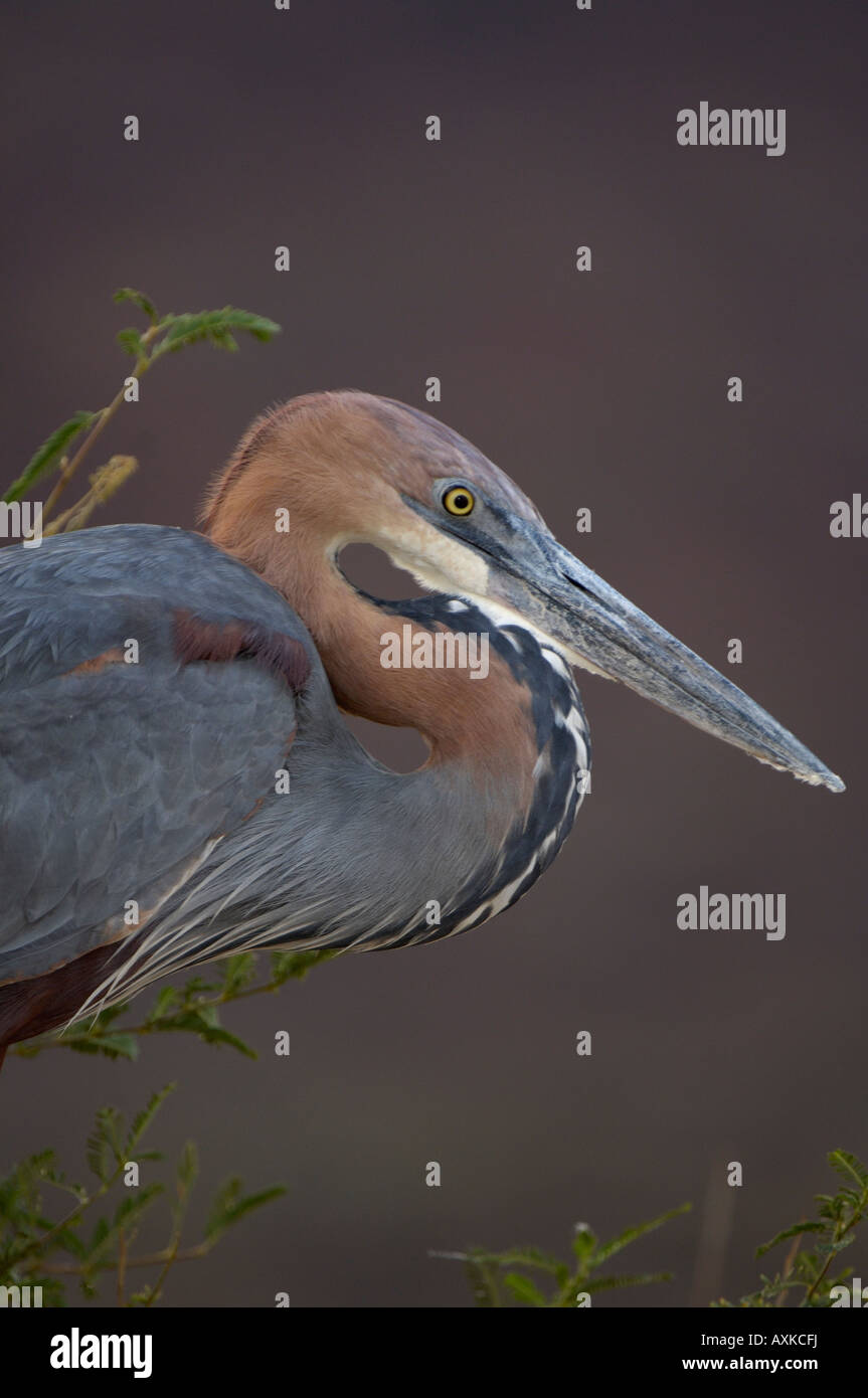 Goliath Heron Ardea goliath close up of head Lake Baringo Kenya Stock ...
