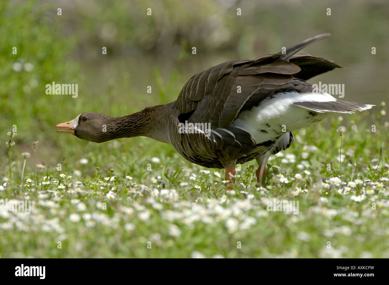 White fronted Goose Anser albifrons aggressive posture UK Stock Photo ...