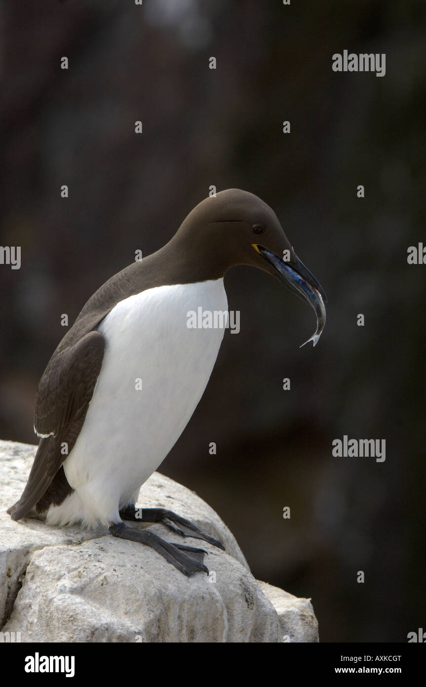 Fish uria hi-res stock photography and images - Alamy