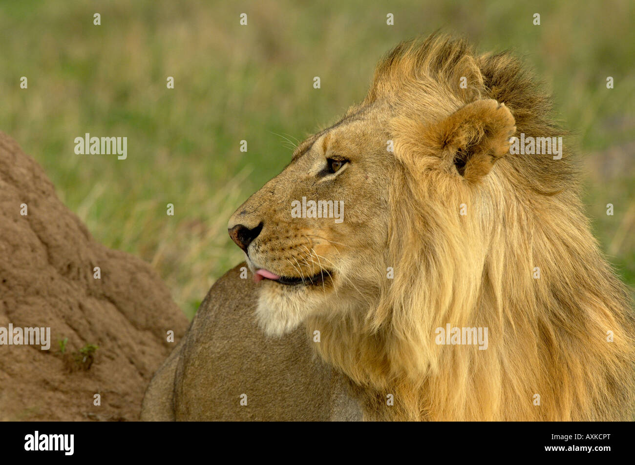 áfrica superior hi-res stock photography and images - Alamy