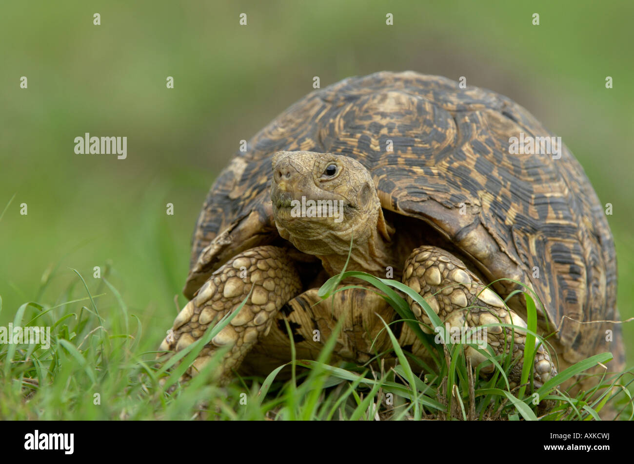 Leopard tortoise kenya hi-res stock photography and images - Alamy